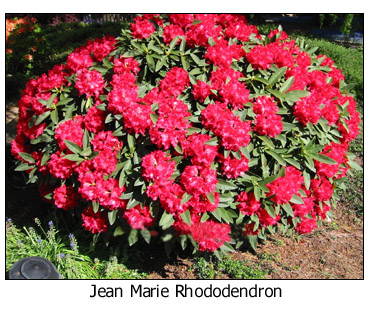 Nursery Stock - Shipp Brothers Landscape