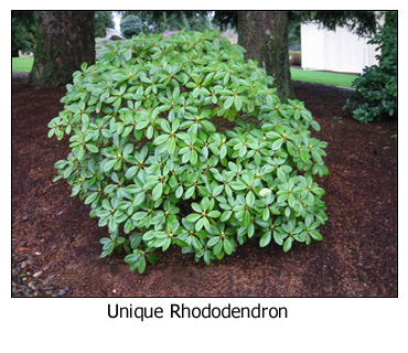 Nursery Stock - Shipp Brothers Landscape