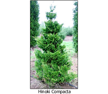 Nursery Stock - Shipp Brothers Landscape