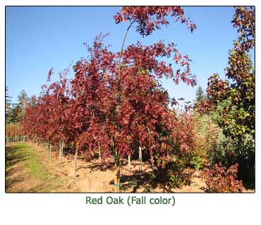 Nursery Stock - Shipp Brothers Landscape